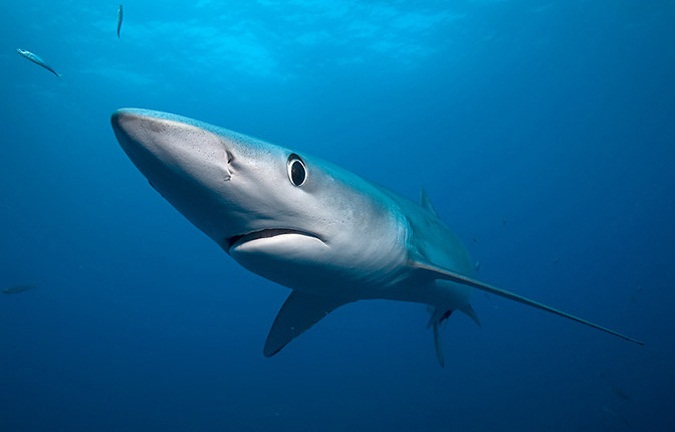 Blue Shark