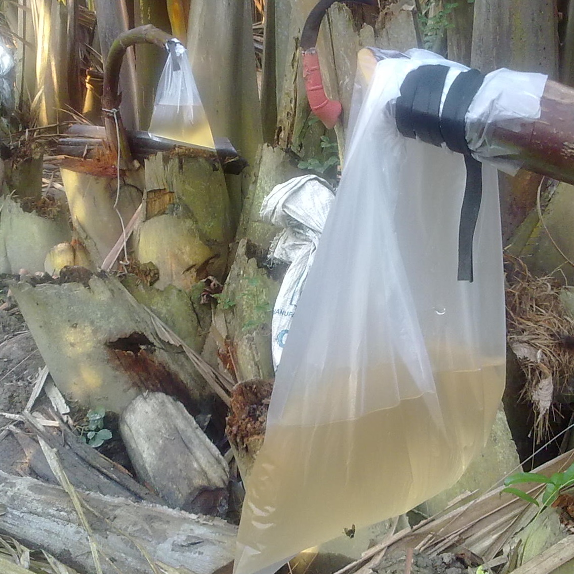 Nira Nipah Kipli Farm: Nipah Palm & Neera