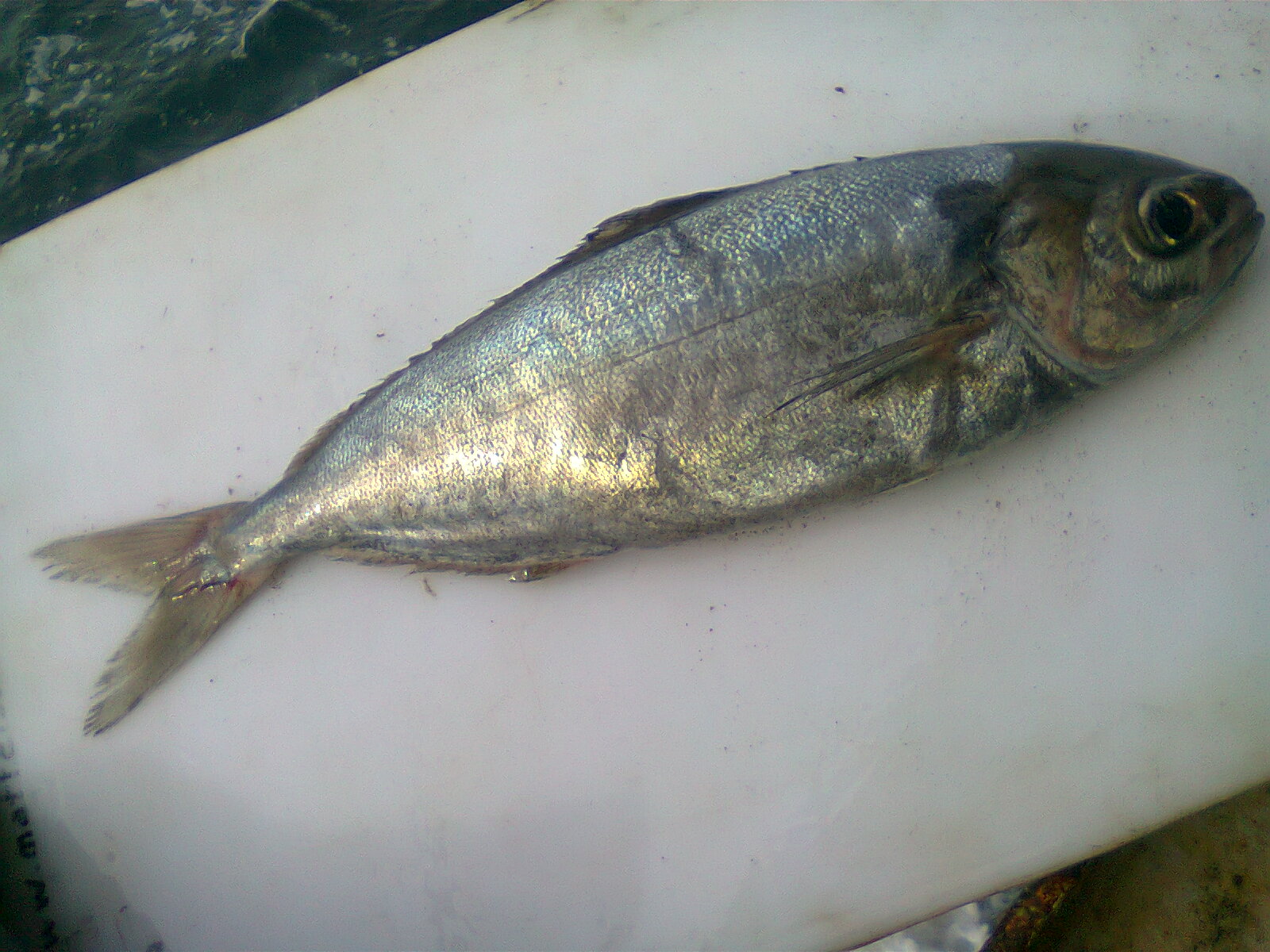 El Mar Argentino Maffeis Oscar: Peces y mamiferos.