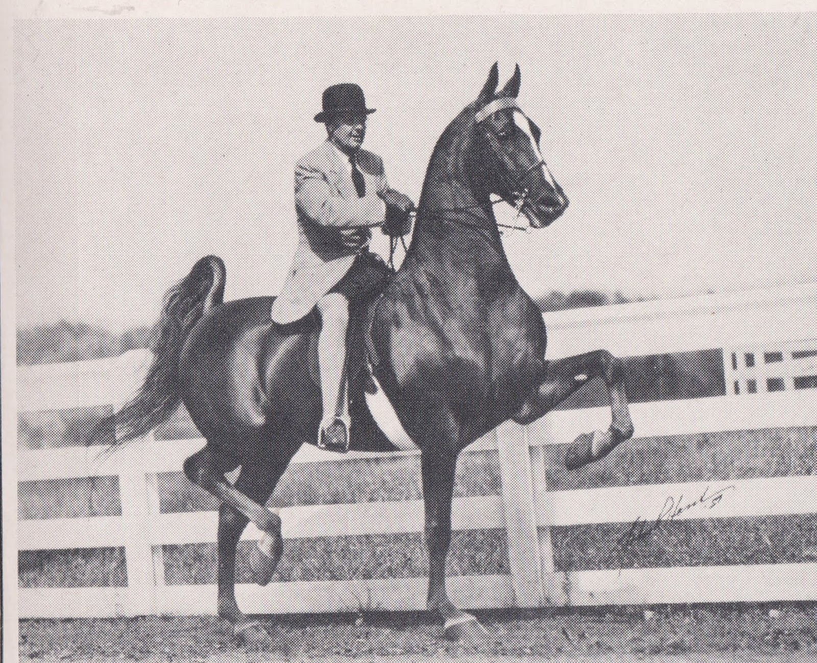 The American Saddlebred: 12/21/2019 John R Horst, the master photographer