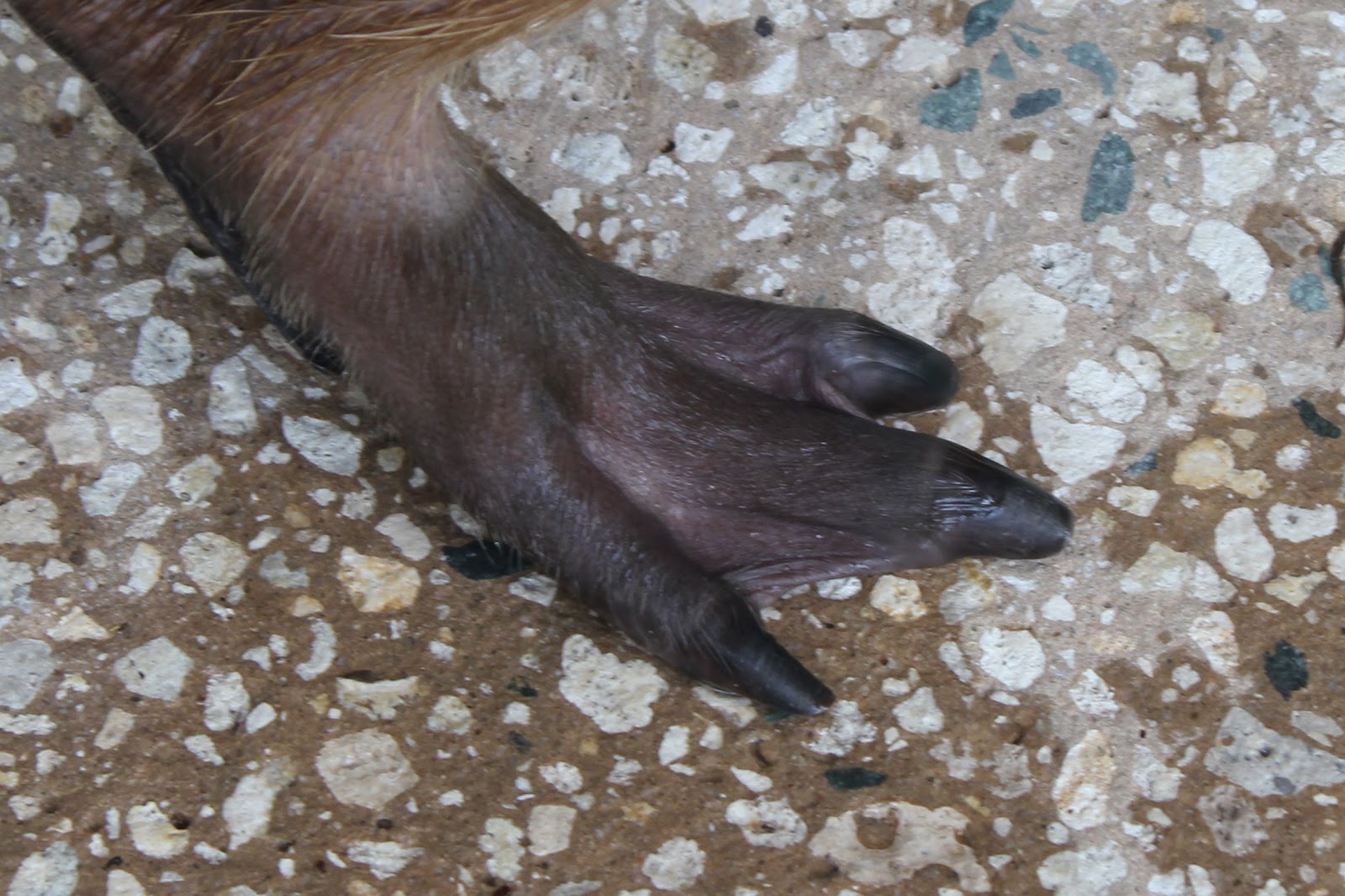 Pajama Penguin Productions: Creatures of Central Florida: Capybara