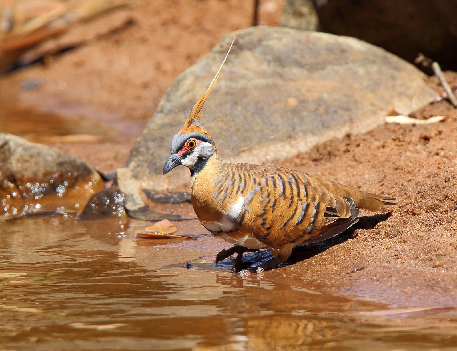 Richard Waring's Birds of Australia: Spinifex Pigeons