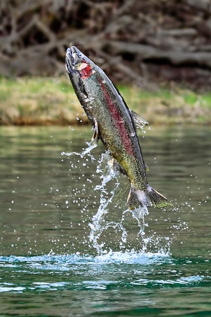 Jana Malinek Photography: Gerrard Trout - Oncorhynchus spp.