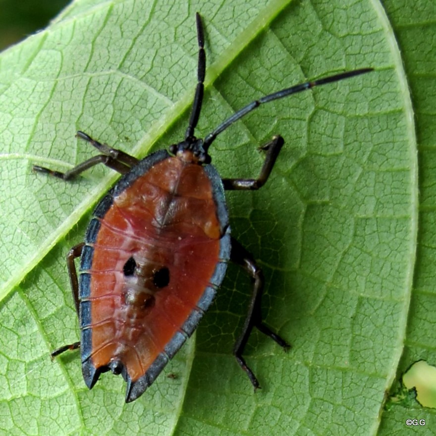 Nature Wonders Gershonized: Papua New Guinea collection of insects 9_2011