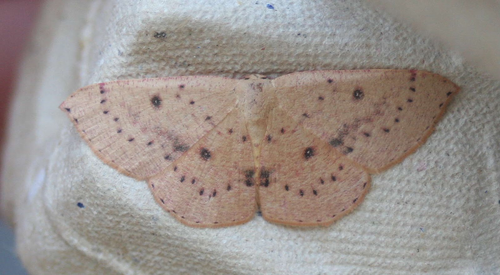 Jersey Moths: Night of 21st August