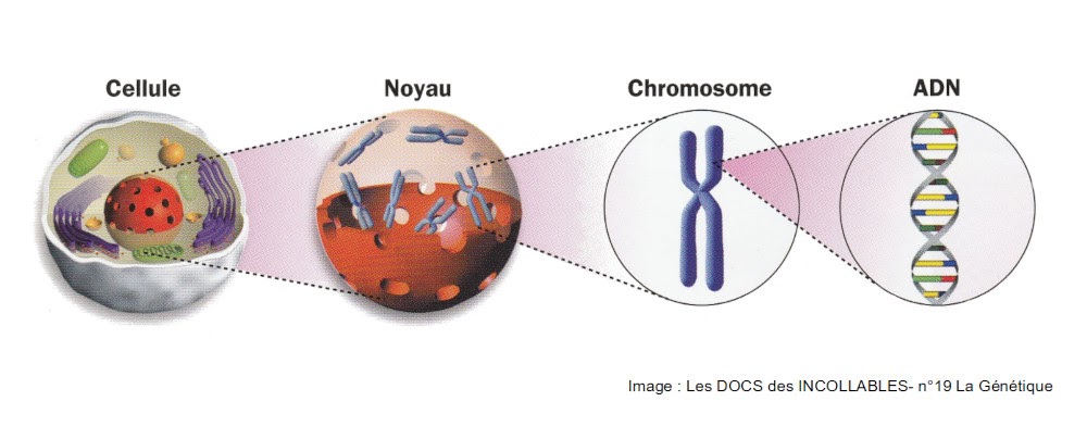 Crapouillotage: Introduction à la génétique : La cellule