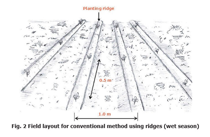 Talong (Eggplant) Cultivation Guide: All You Need to Know in Planting ...