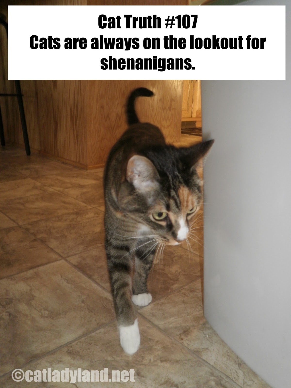 Catladyland: Cats are Funny: Cat Truth #107: Cats Are Opportunists ...