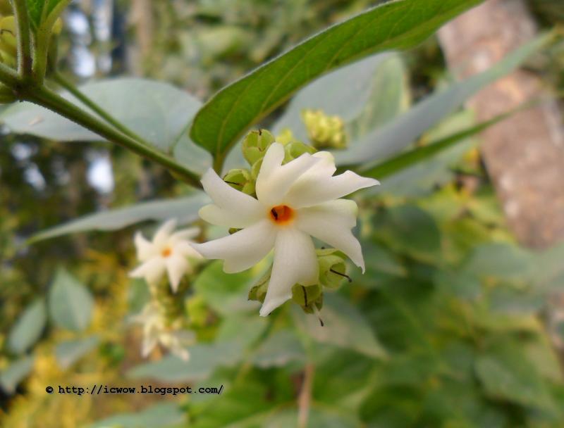 Sheuli / Shefali - Nyctanthes arbor-tristis