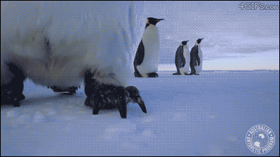 Funny animal gifs - part 333 (10 gifs) | Amazing Creatures