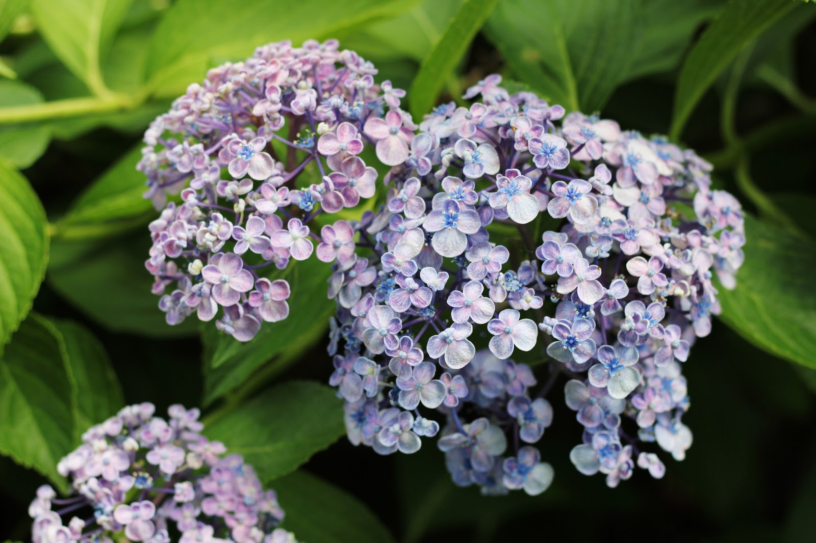 bleu hydrangea: Our garden, through the eyes of a child