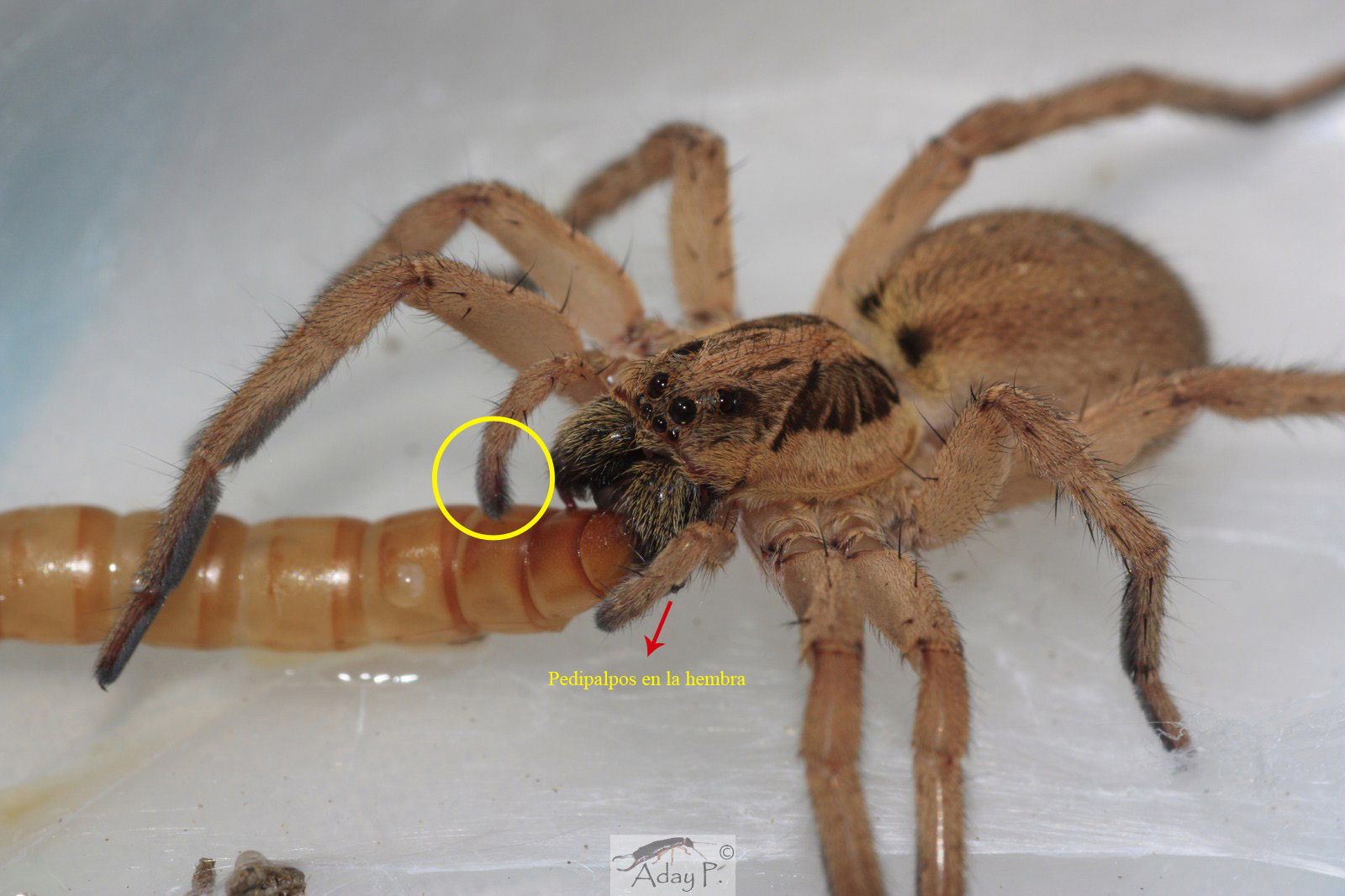 Artropodolandia: Lycosidae