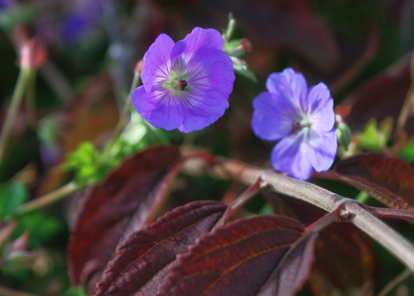 VW Garden: The Pros and Cons of Rozanne Hardy Geranium