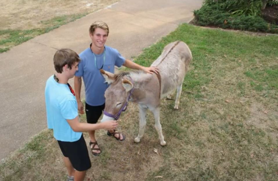 Exceptional Mediocrity: The Jerusalem Donkey Legend