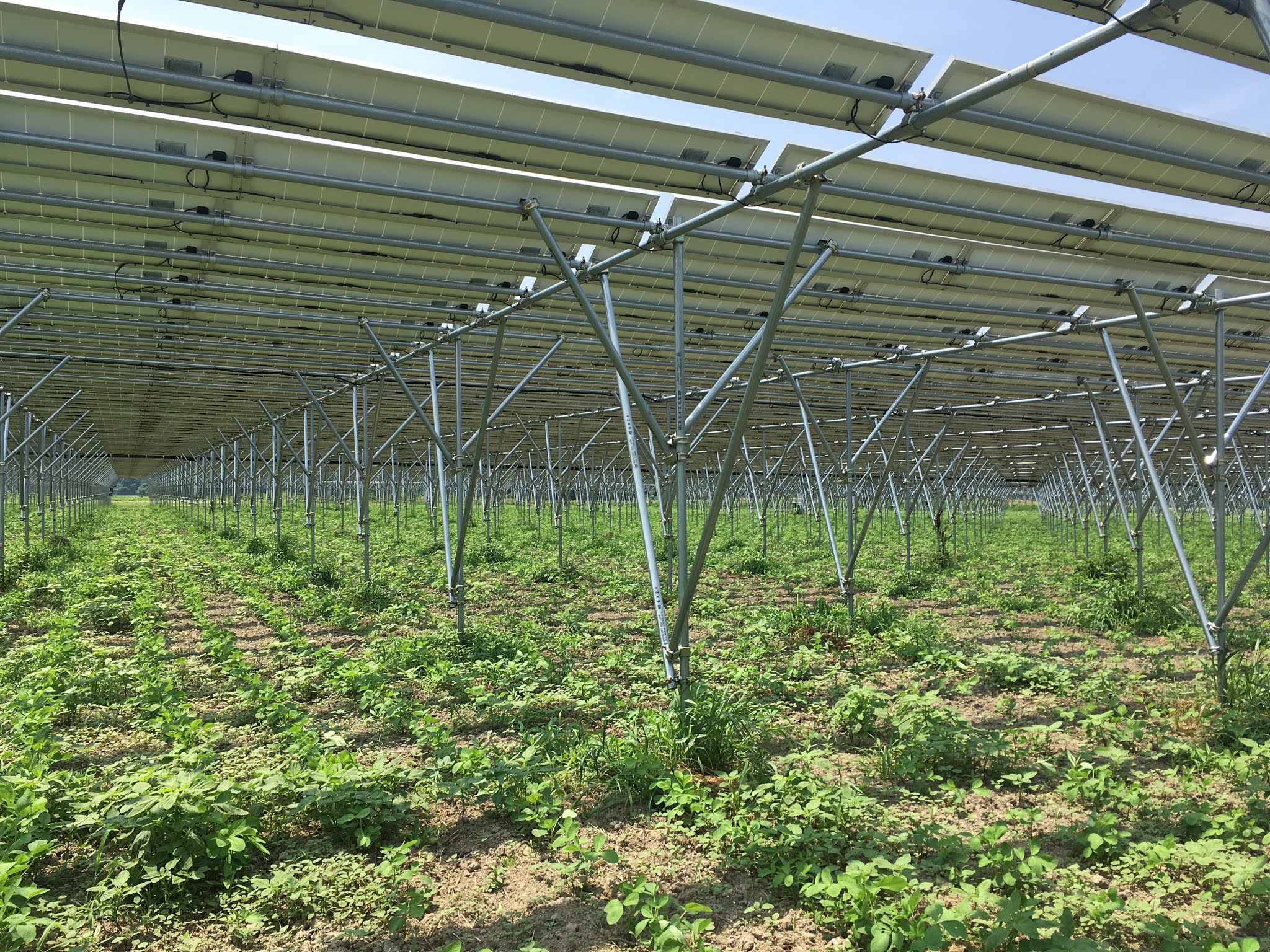 What is solar sharing system (Agrophotovoltaic system) in Japan