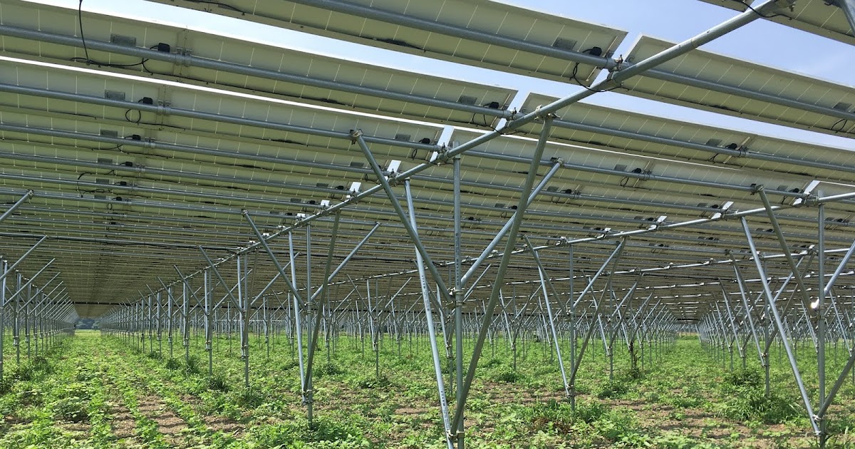What is solar sharing system (Agrophotovoltaic system) in Japan