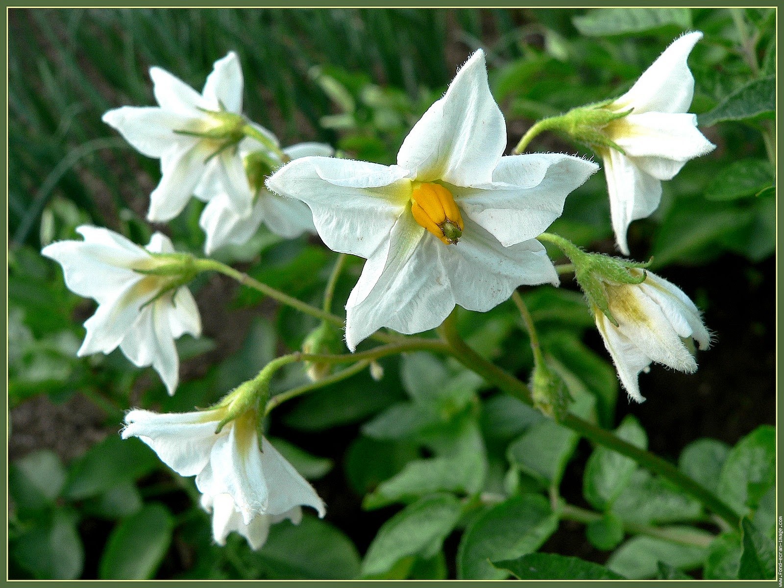 ΠΑΤΑΤΑ - Solanum Tuberosum | ΒΟΤΑΝΟΘΕΡΑΠΕΙΑ . ΘΕΡΑΠΕΥΤΙΚΑ ΦΥΤΑ ΚΑΙ ΒΟΤΑΝΑ