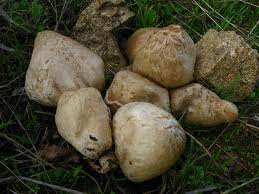 FUNGOS DE GALLAECIA Y NORTE DE LUSITANIA: LOS GASTEROMYCETES EPIGEOS