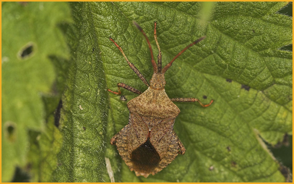 MONTS CORNWALL/KERNOW: JR AND THE GREAT INSECT SAFARI.