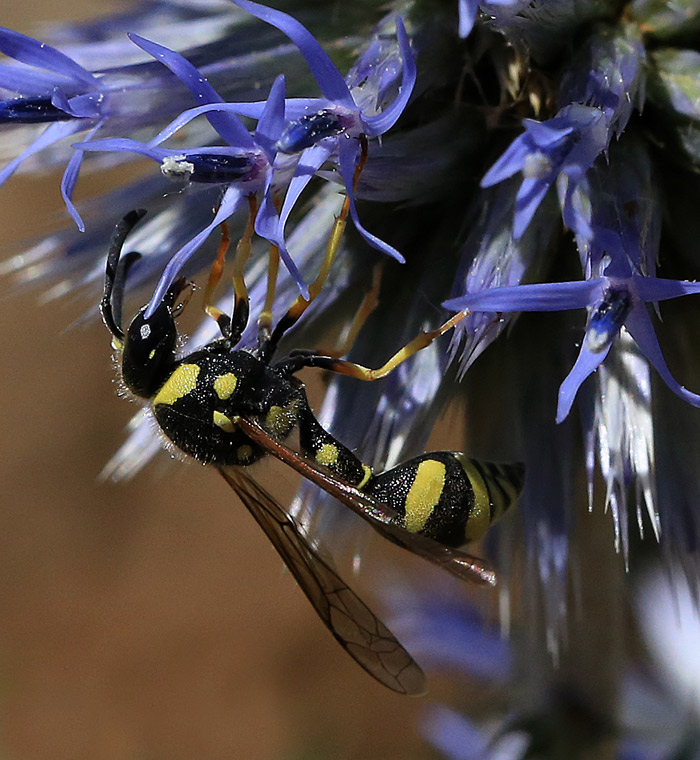 Foto-Natura-Huesca: AVISPA ALFARERA Eumenes coarctatus Carl von Linné ...