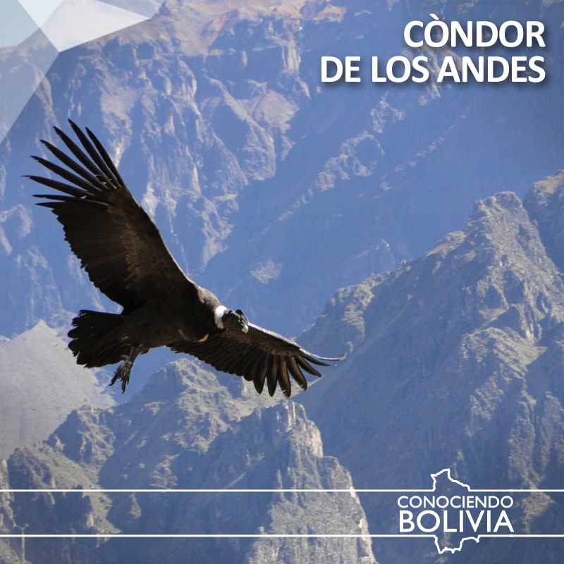 Bolivia: El condor de los andes