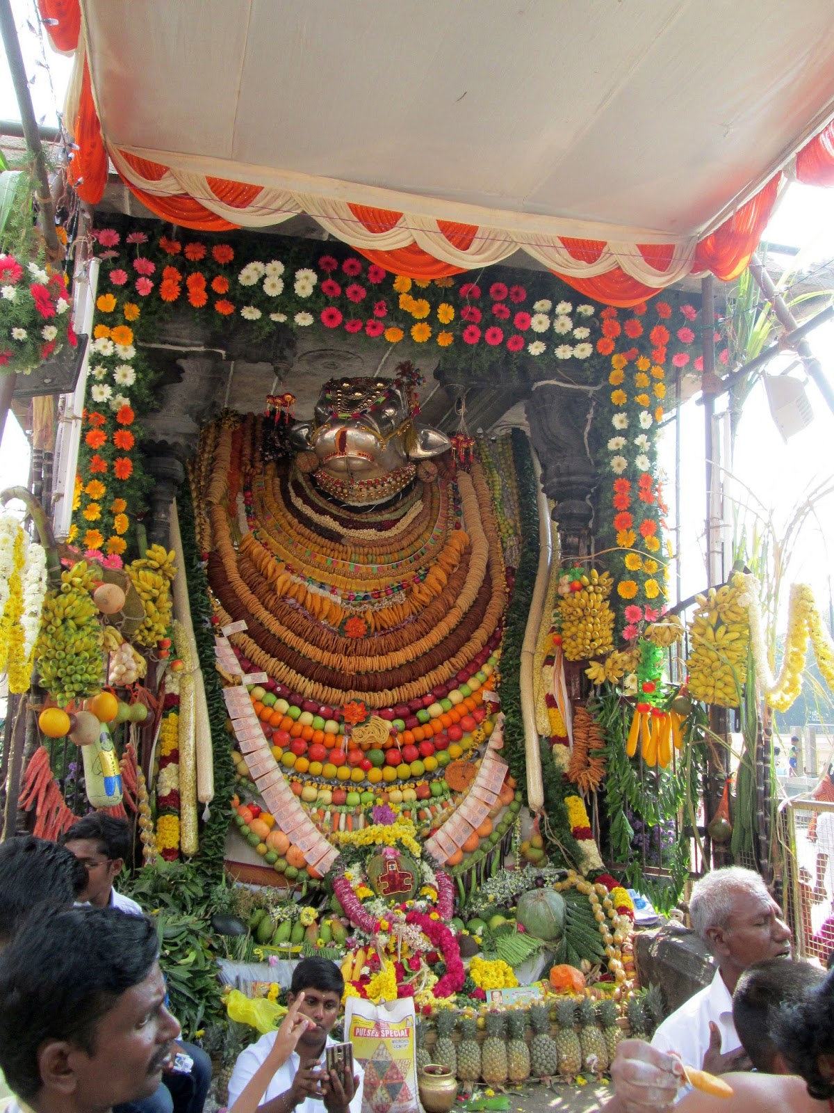 Maatu Pongal 2017 Pongal Festival ARUNACHALA GRACE maatu-pongal-2017-pongal-festival-arunachala-grace
