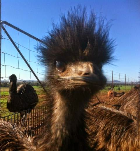 Punch with Judy's Blog: Vintage Farm Machinery