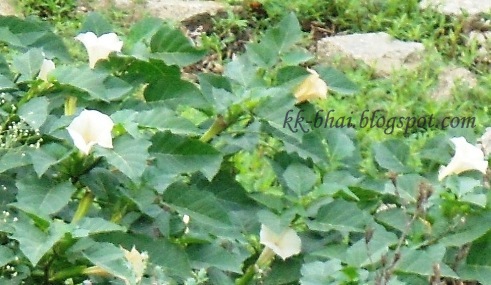 'Puja' Flowers and other things used in 'puja' (Hindu Worship).: धतूरा ...