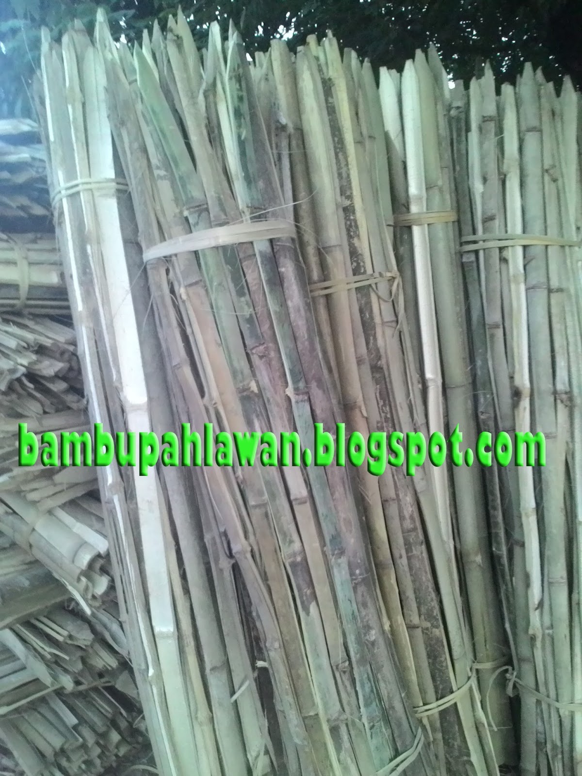 BAMBU PAHLAWAN: LANJARAN TANAMAN