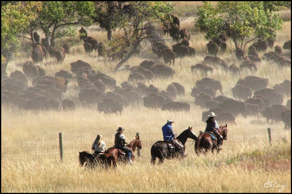 Our Adventures House Sitting: Custer Bison Roundup - "Somewhere Sunday ...