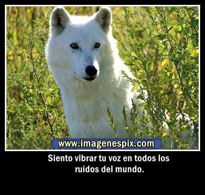 Imagenes d lobos con frases - Imagui