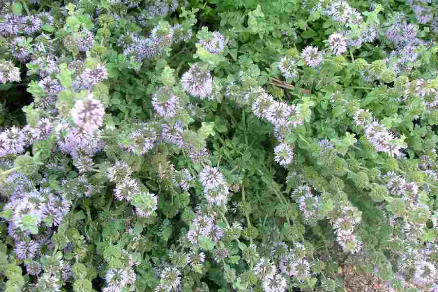 Receitas de Baú: Poejo - Remédio ou Tempero?