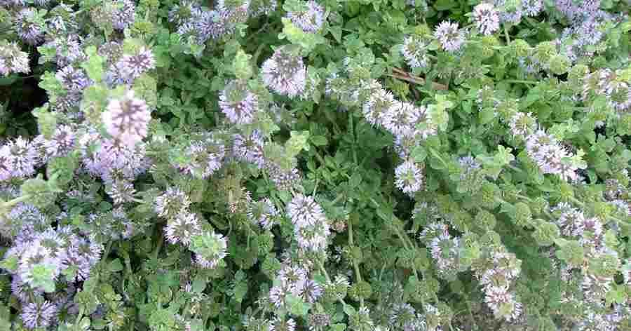 Receitas de Baú: Poejo - Remédio ou Tempero?