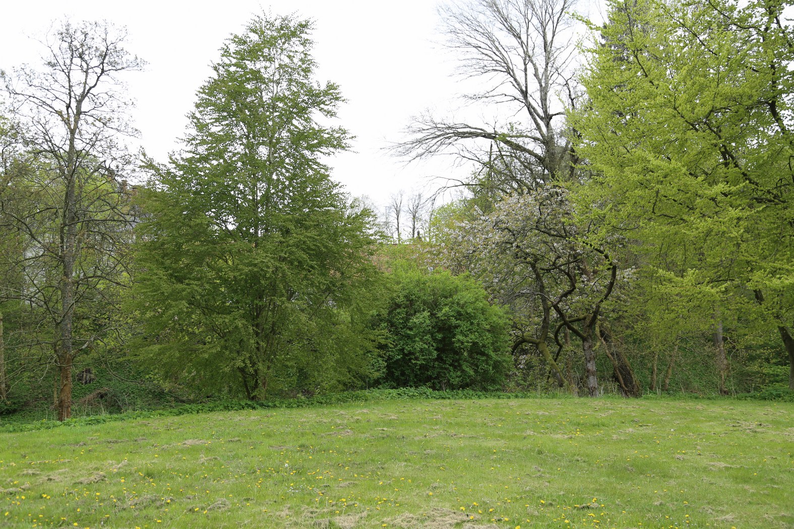 Thorbjørn Stegelmann - Manden - Myten - Møgdyret: Uwe - 75 år