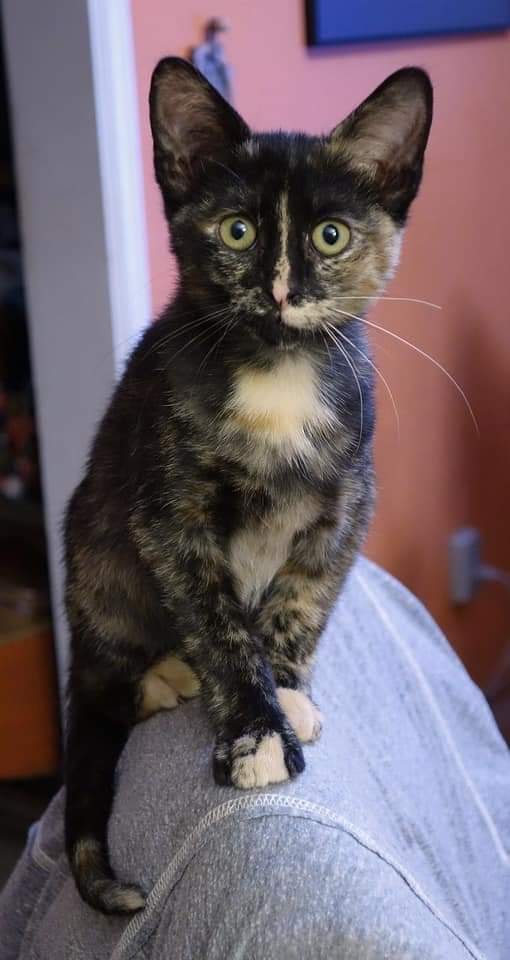 Berita TV Malaysia: KUCING TORTOISESHELL