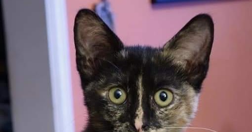 Berita TV Malaysia: KUCING TORTOISESHELL