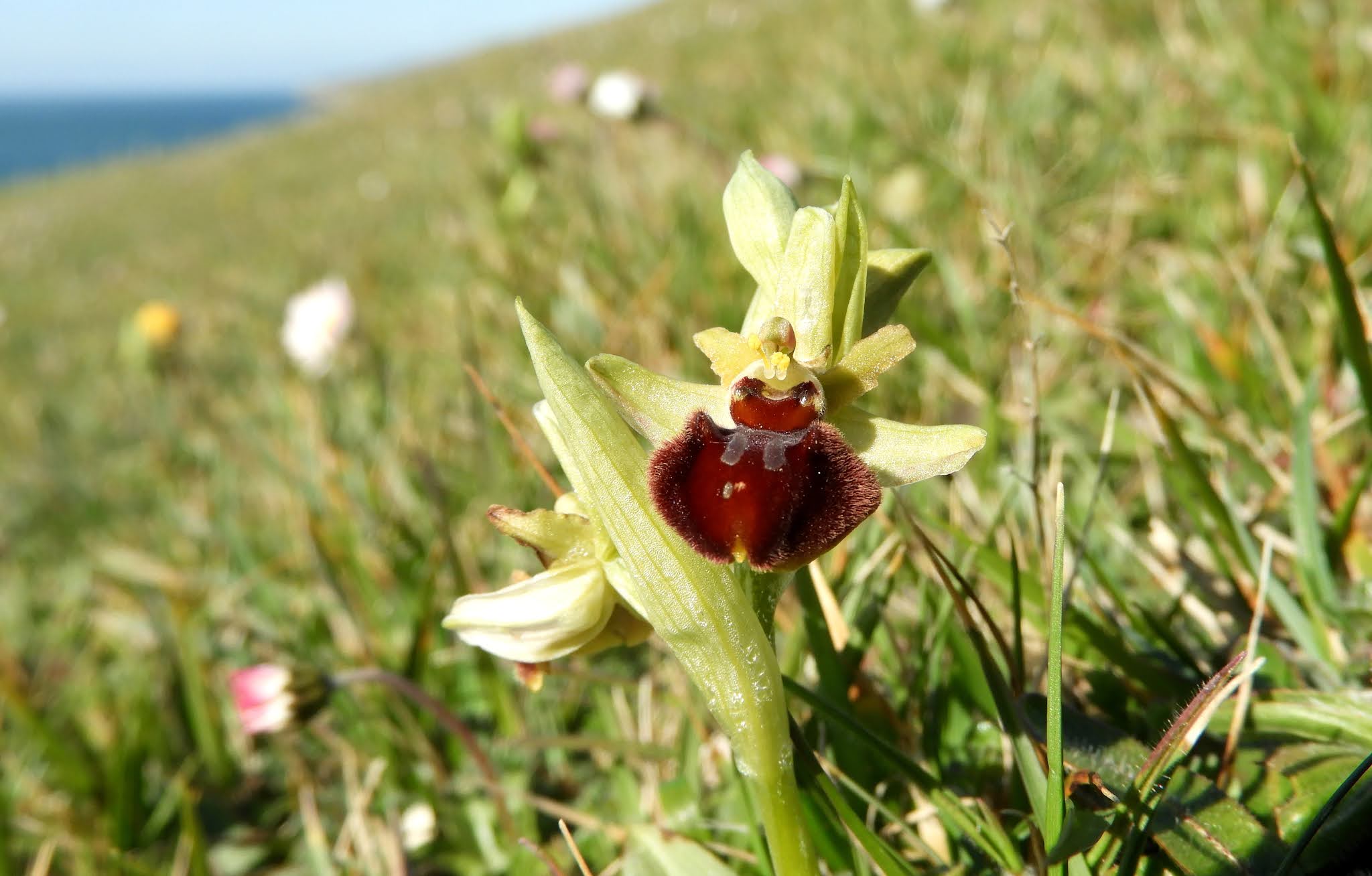 birdingexmouth: Early Spiders