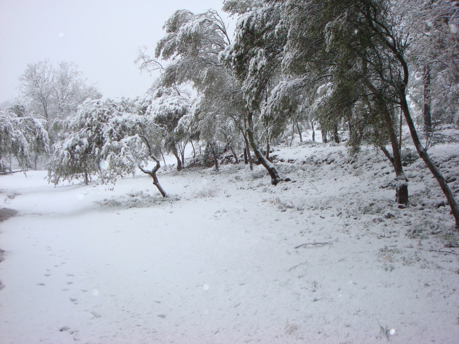 Que! paisajes!: Nevando