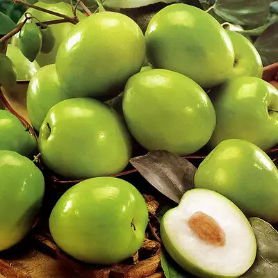 JUJUBE HEALTH BENEFITS ~ Abhindme