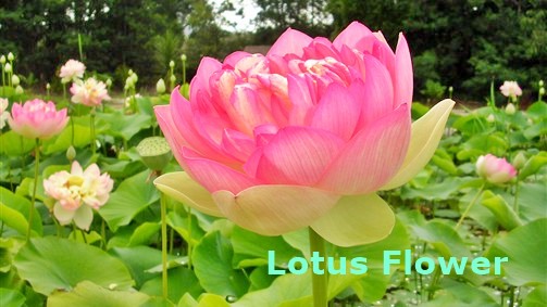 Indoor Outdoor, Edible, Medicinal and Toxic Plants