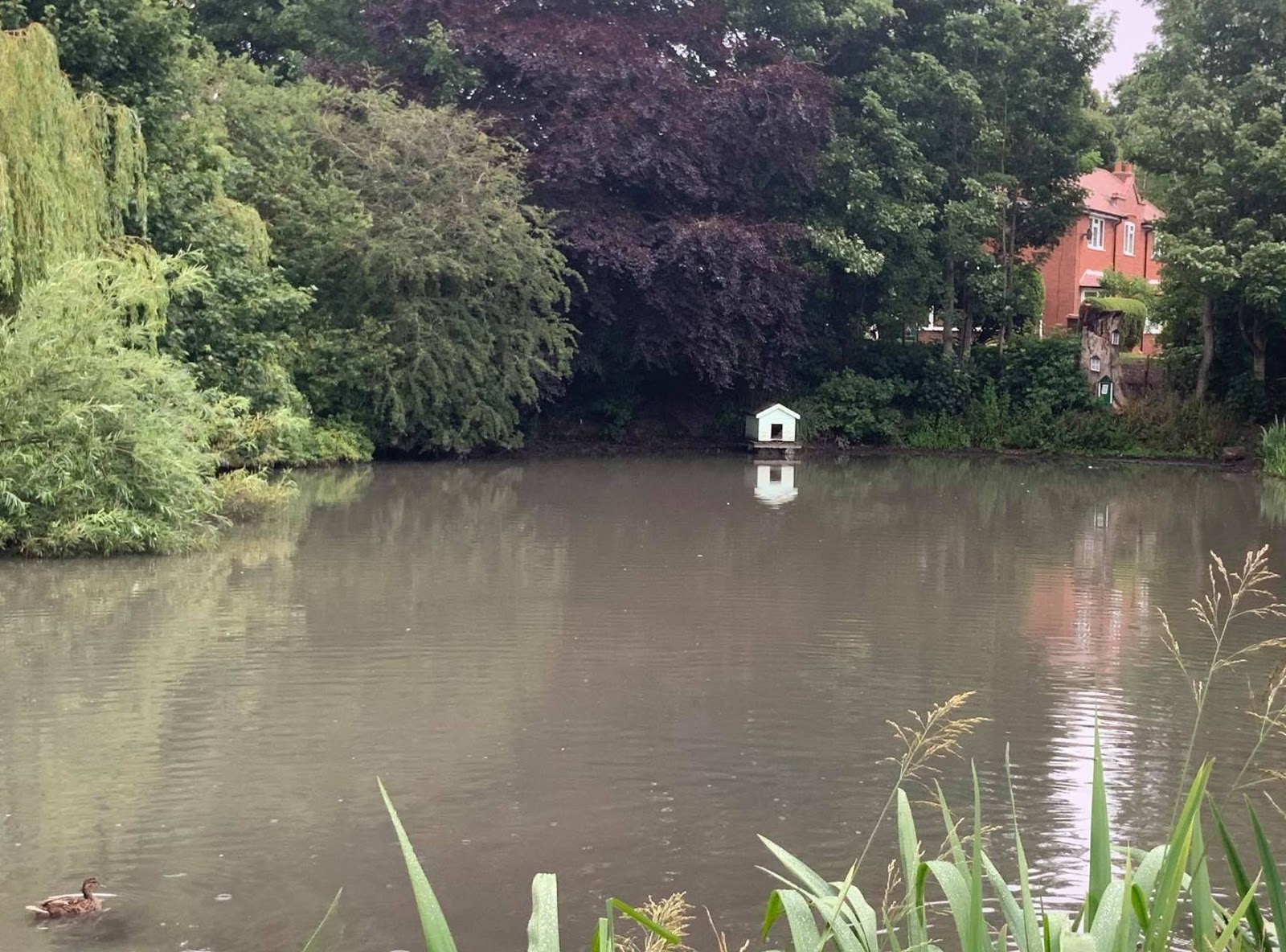 Birding with Flowers: Wet Tolkien Connections