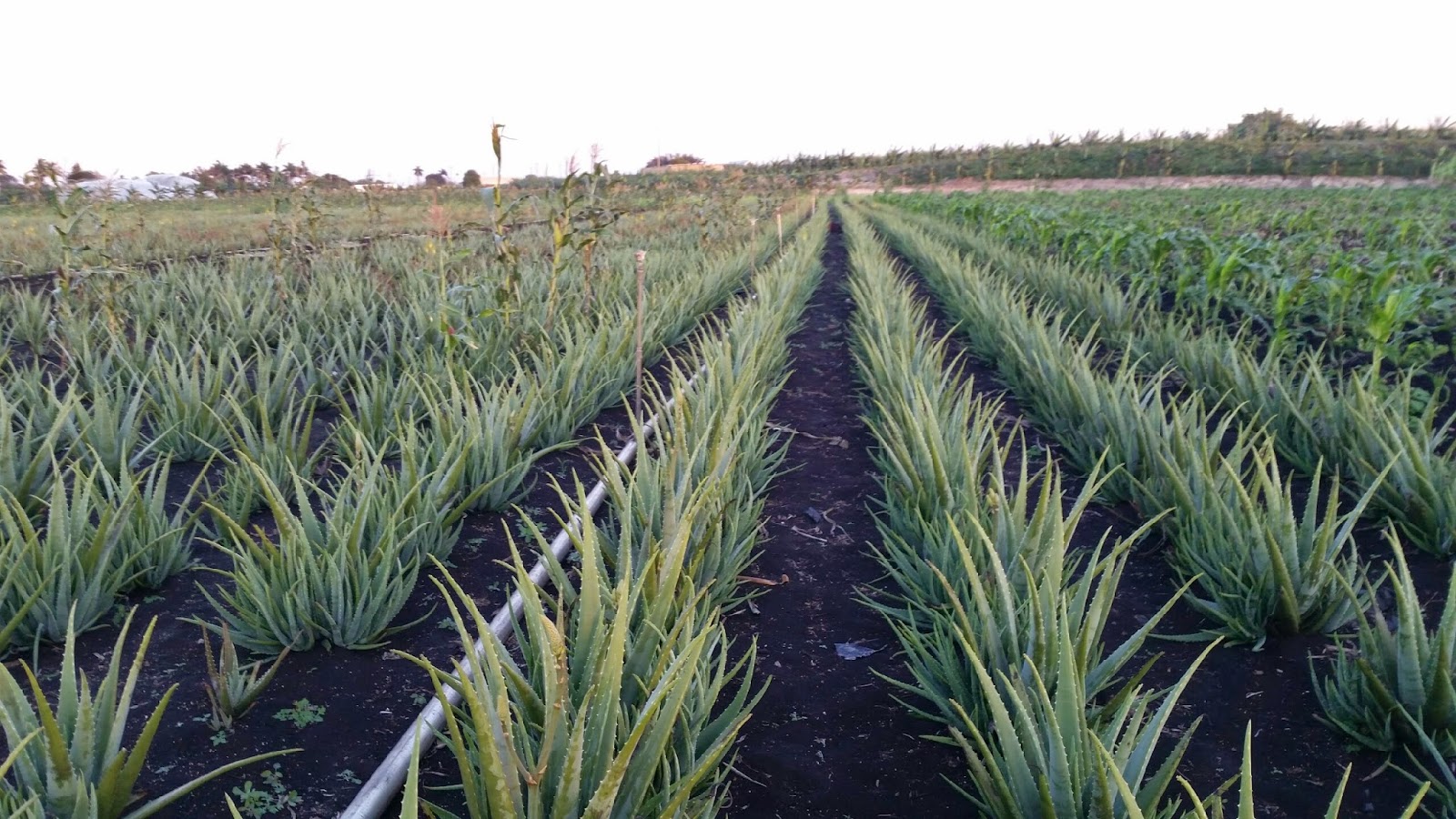 Contact Information | Aloe Vera Farm ~ ALOE FARM