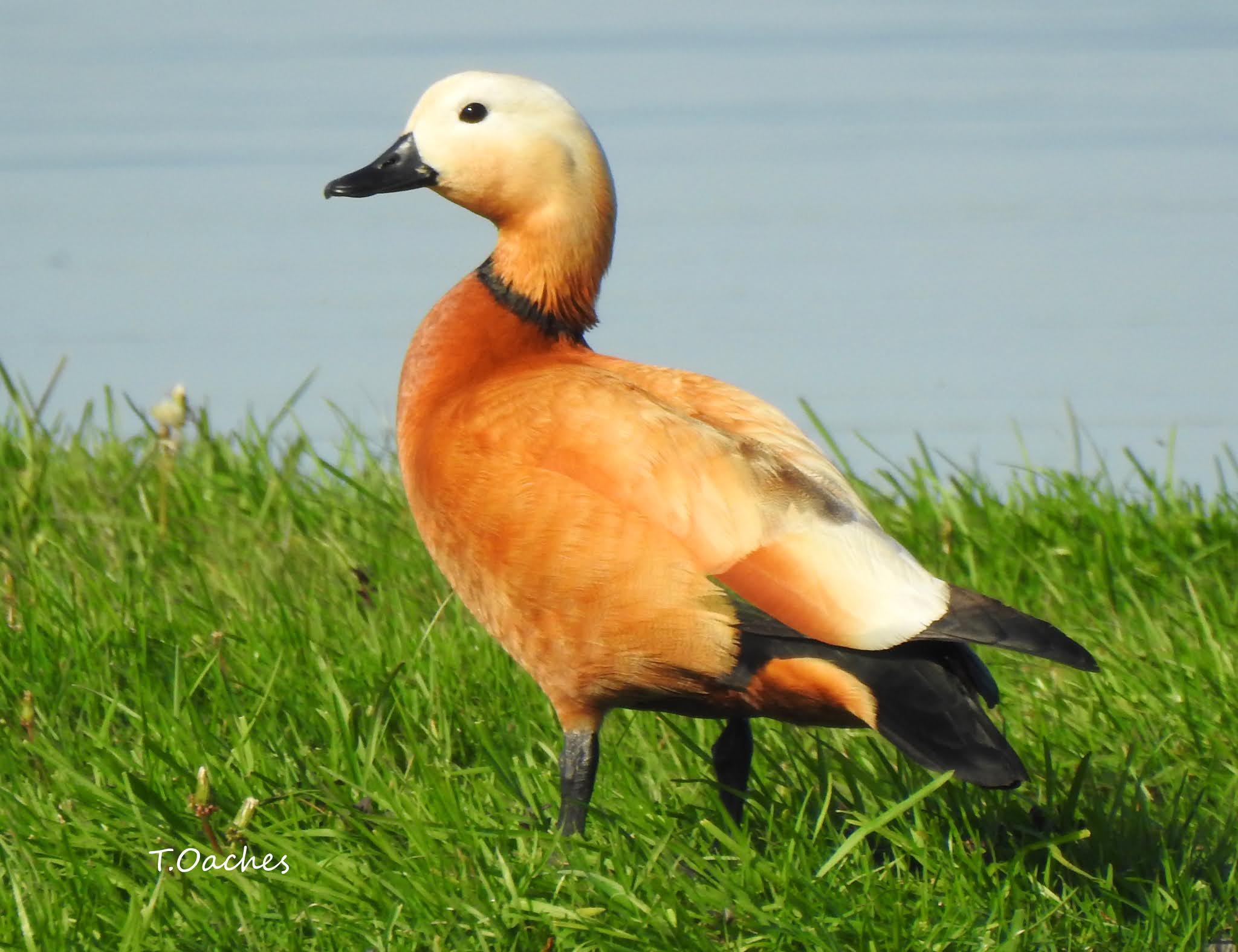 PASARI DIN ROMANIA: CALIFAR ROSU, Tadorna ferruginea