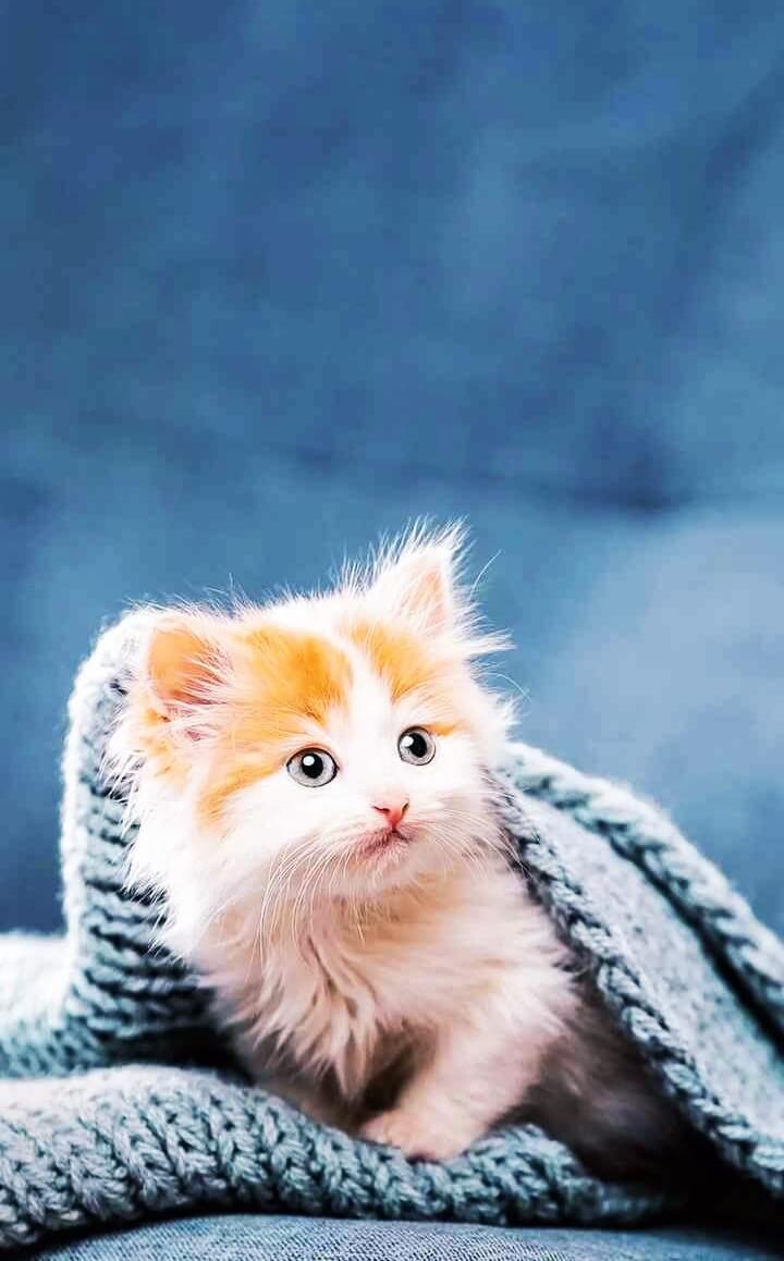 Beautiful Cat Pictures || Beautiful Cat Images || Beautiful Cat ...