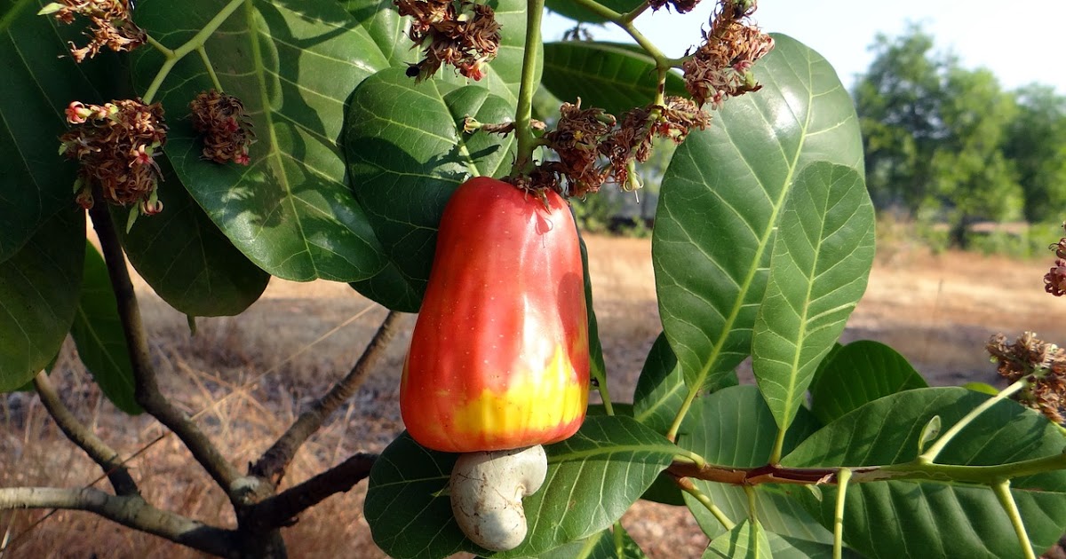 Jual KACANG METE Kendari 081242634813 | Kualitas TERBAIK