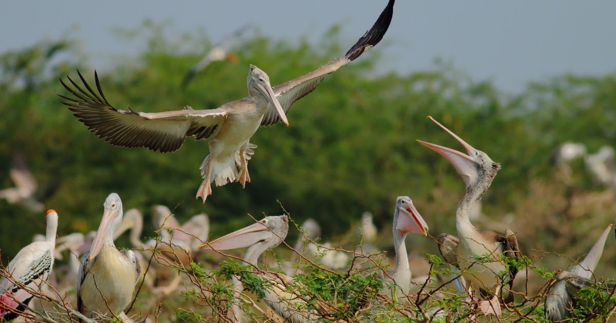 Birding ! Driving ! Soul-searching !: Bird Photography at Uppalapadu ...