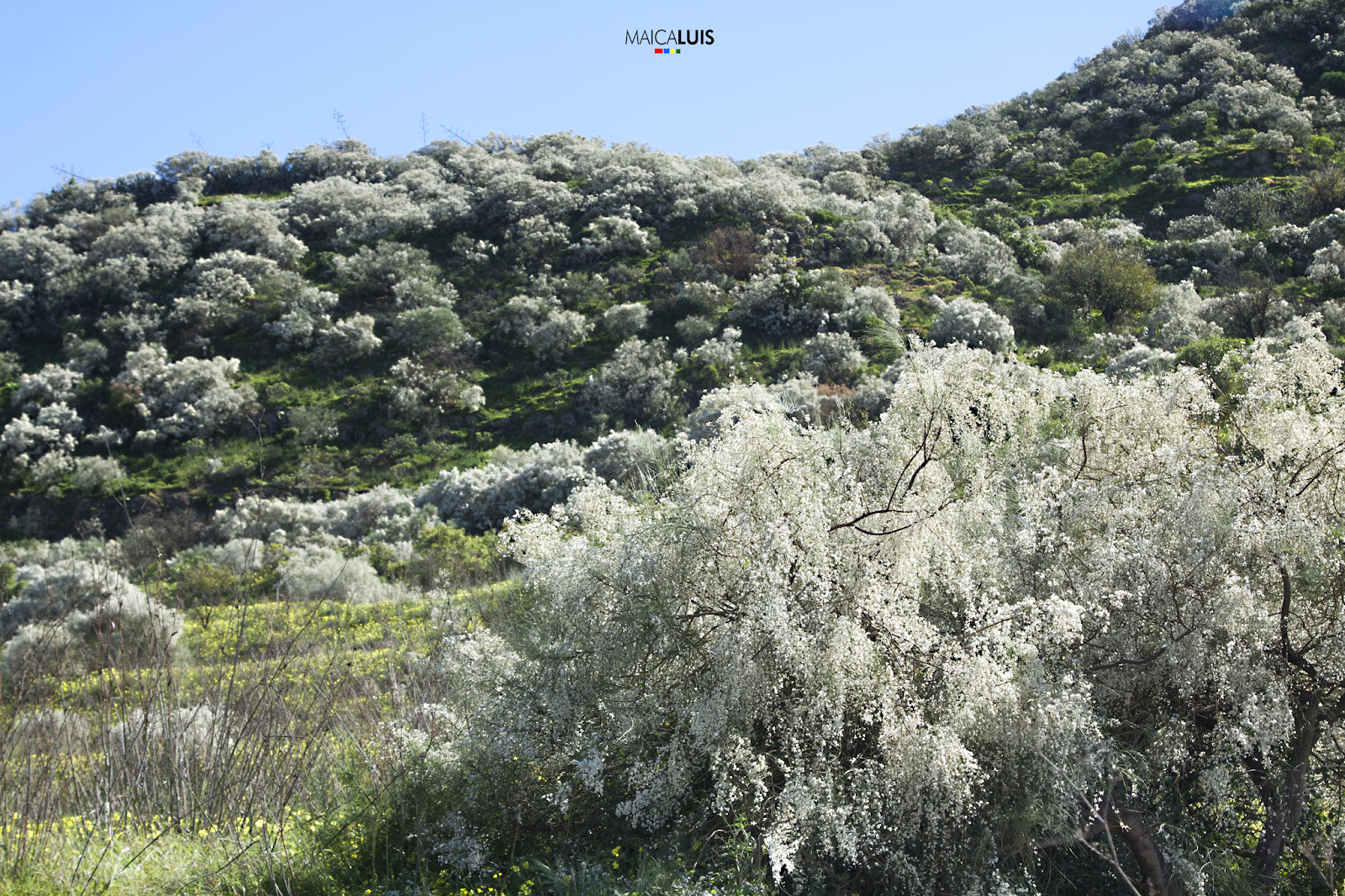 MAICA LUIS Fotos: Retama blanca canaria, retama costera o retamón.