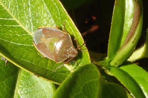 Wild and Wonderful: Gorse Shieldbug