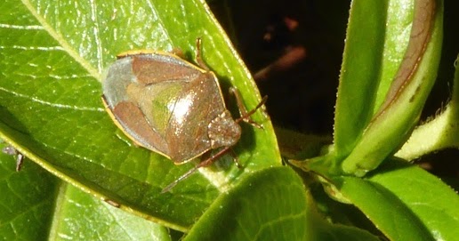 Wild and Wonderful: Gorse Shieldbug