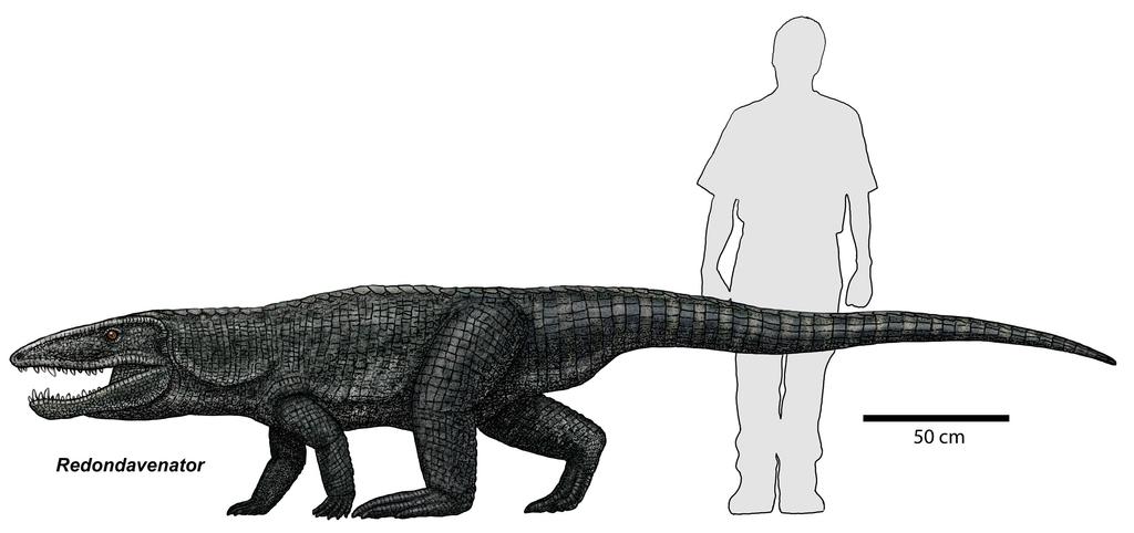 a mesozoic field guide: The Crocodylomorphs